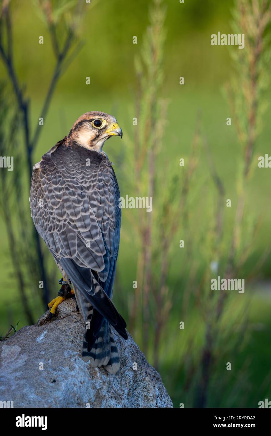 A majestic hawk perched atop a large rock formation with a banana in ...