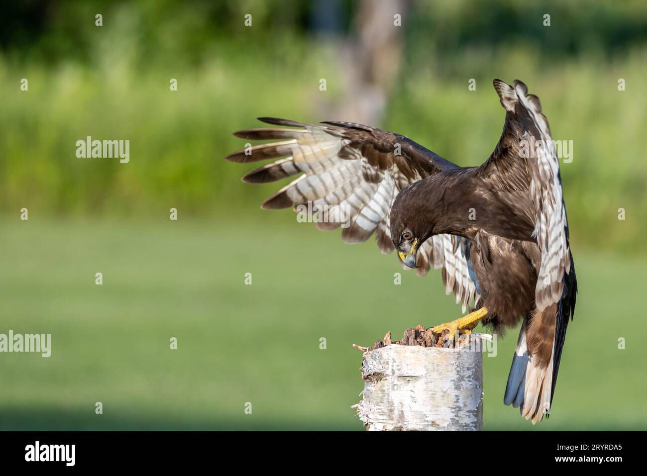 A majestic Bald Eagle stands atop a large tree stump, flapping its ...