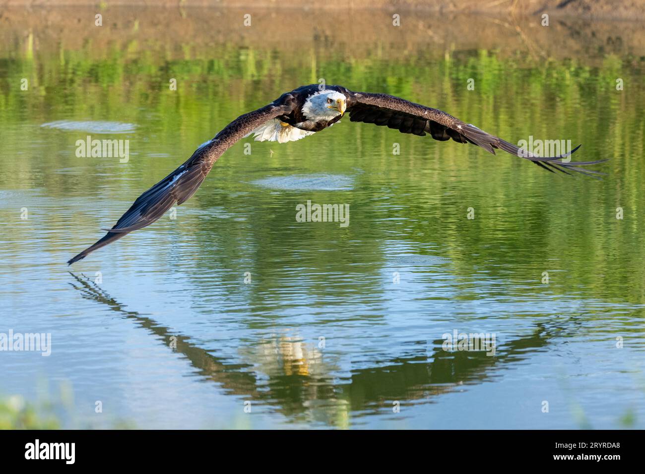 A majestic bald eagle soars majestically over a tranquil body of water ...