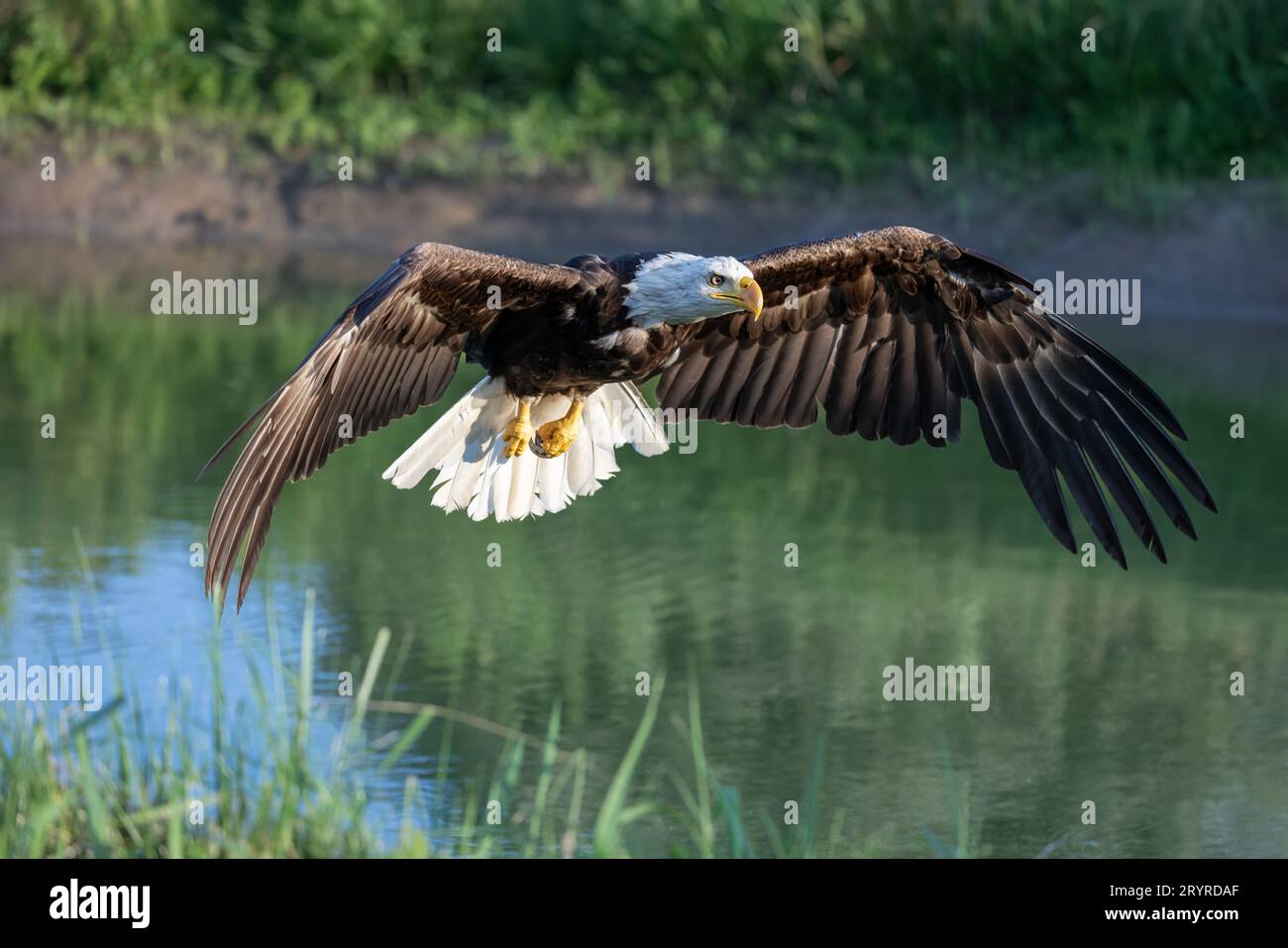 An American Bald Eagle is soaring over a lake while actively searching ...