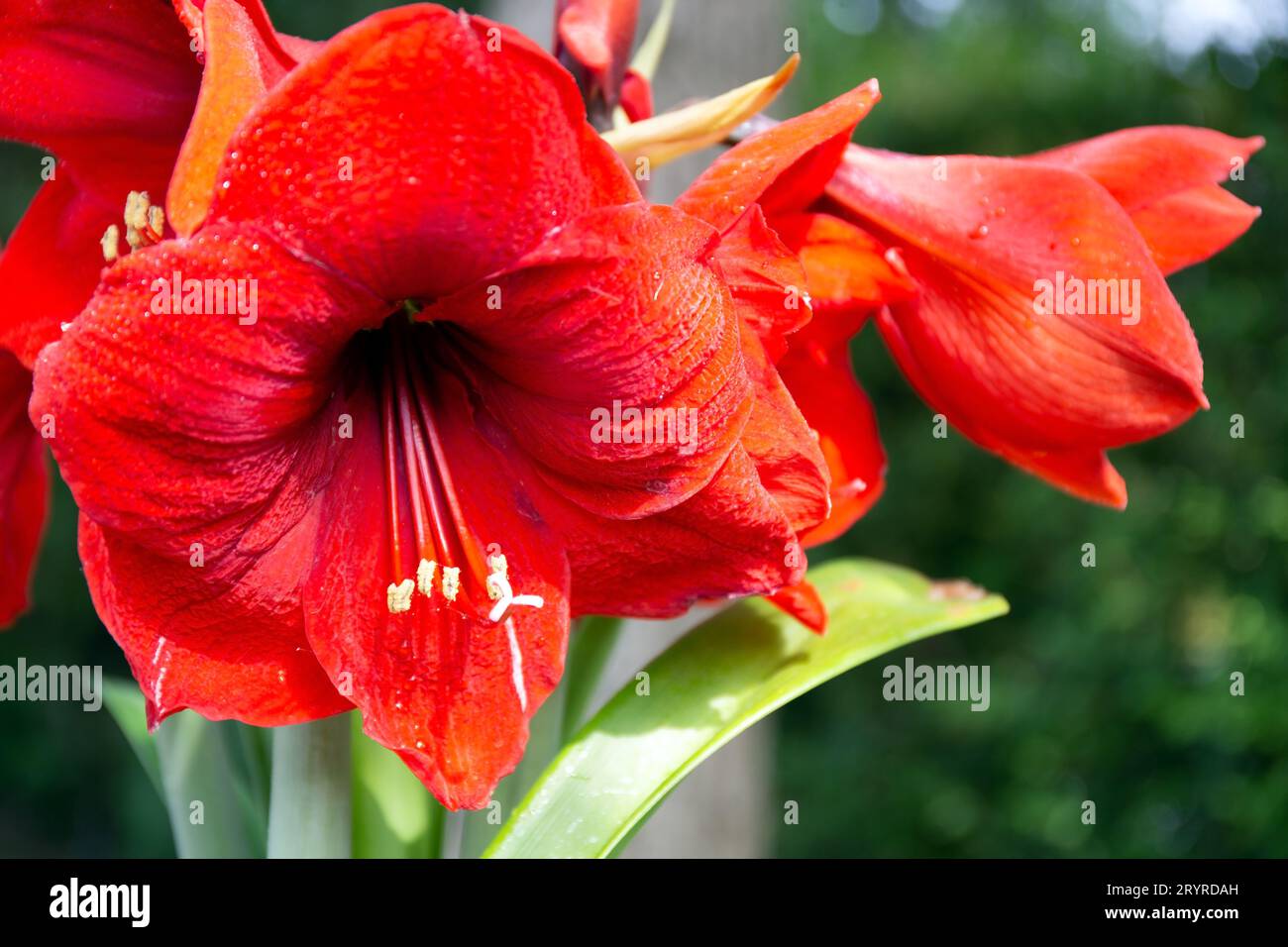 American grown flowers hi-res stock photography and images - Alamy