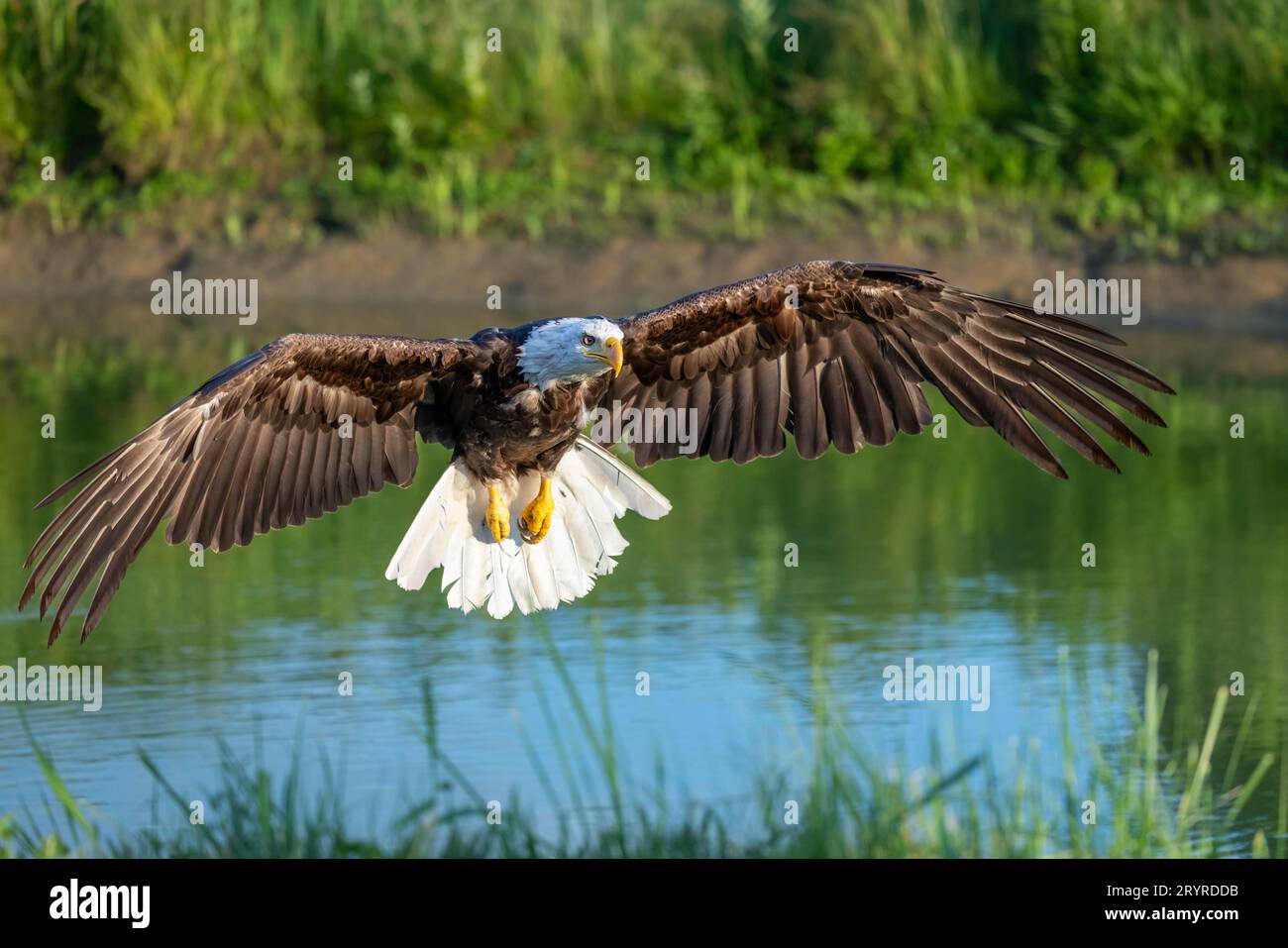 A majestic bald eagle in flight rises majestically from a pristine lake ...