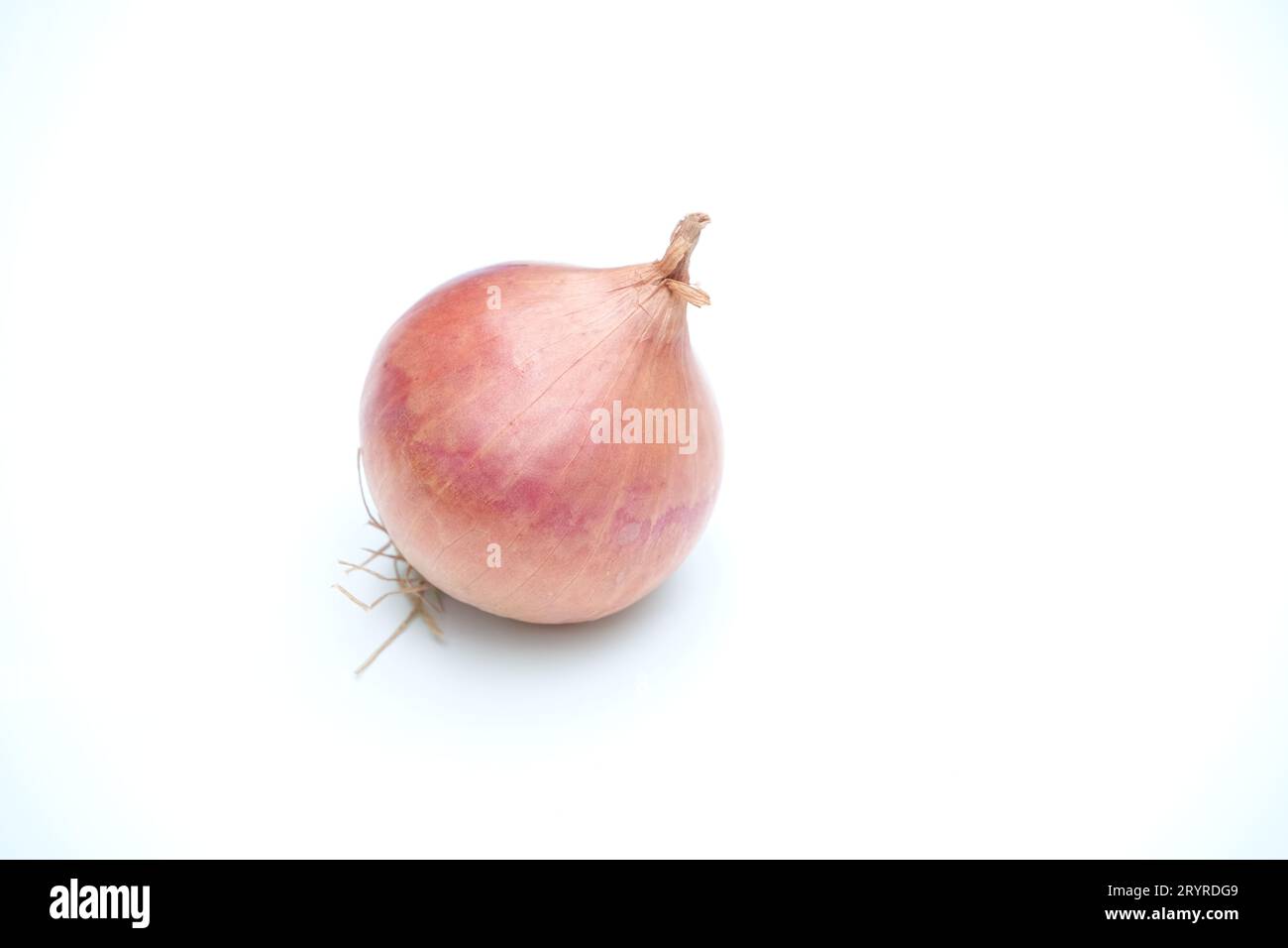 Single onion hi-res stock photography and images - Alamy