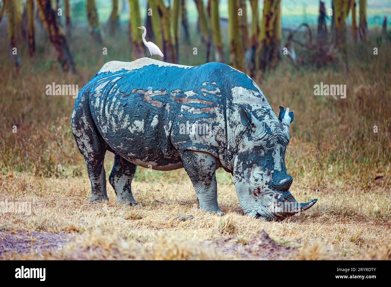 Symbiosis hi-res stock photography and images - Alamy