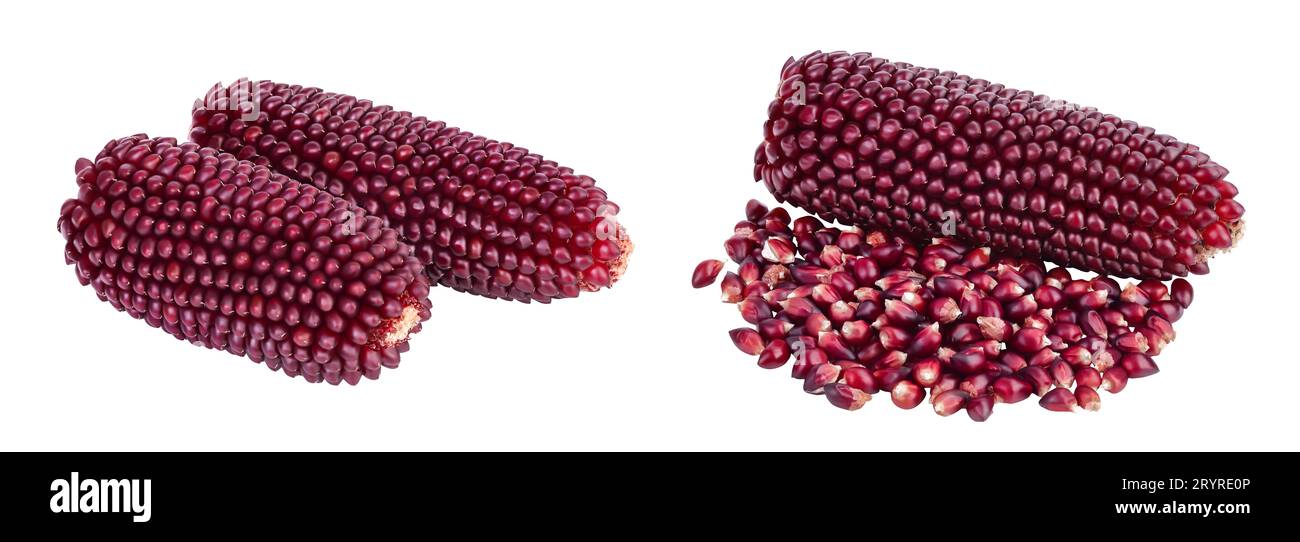 Purple corn or maize isolated on white background with full depth of ...