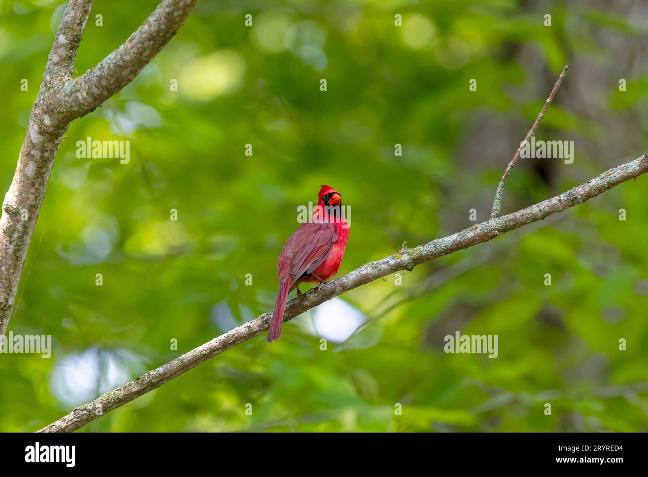 Cardinal nest hi-res stock photography and images - Alamy