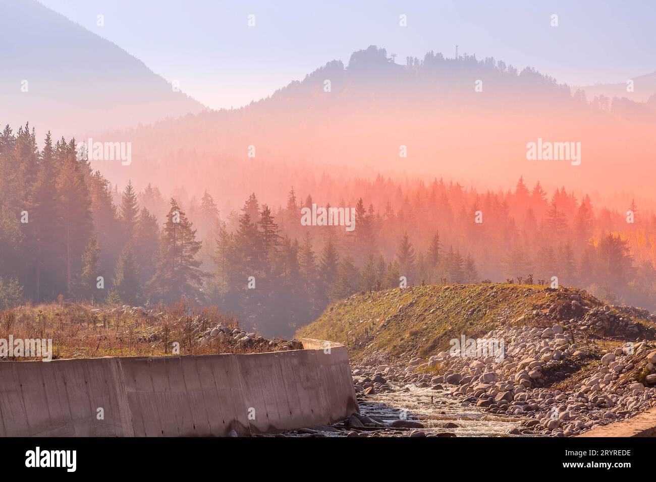 Red pine tree hi-res stock photography and images - Alamy