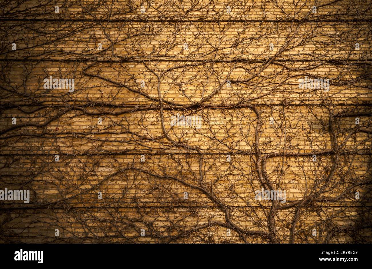 An aged brick wall covered in tree roots extending up the surface Stock ...