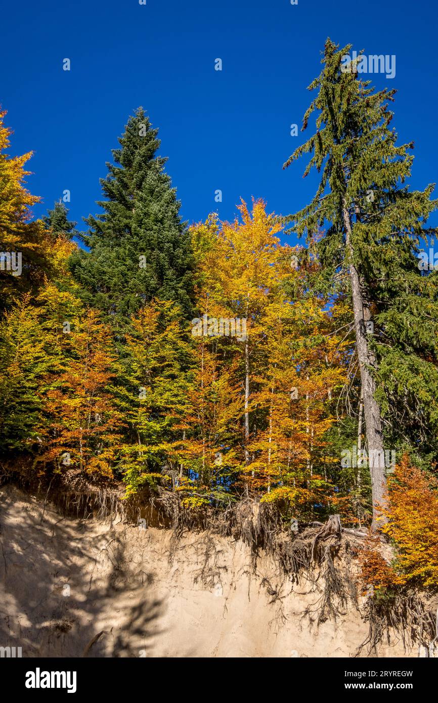 Beautiful high country trees hi-res stock photography and images - Alamy