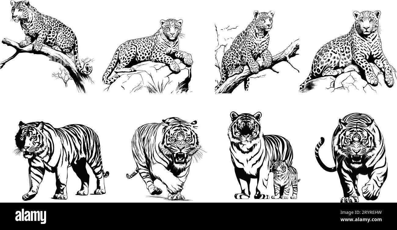 tiger, leopard, eagle vector hand drawn illustrations for designers and ...