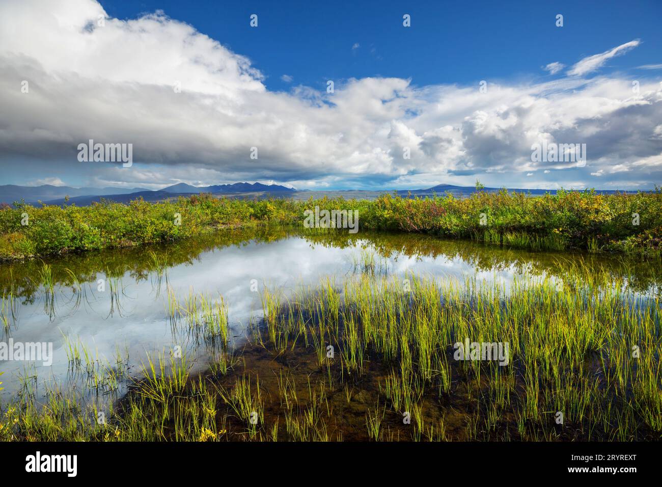 Hiking in the tundra zone in the polar region of Alaska Stock Photo - Alamy