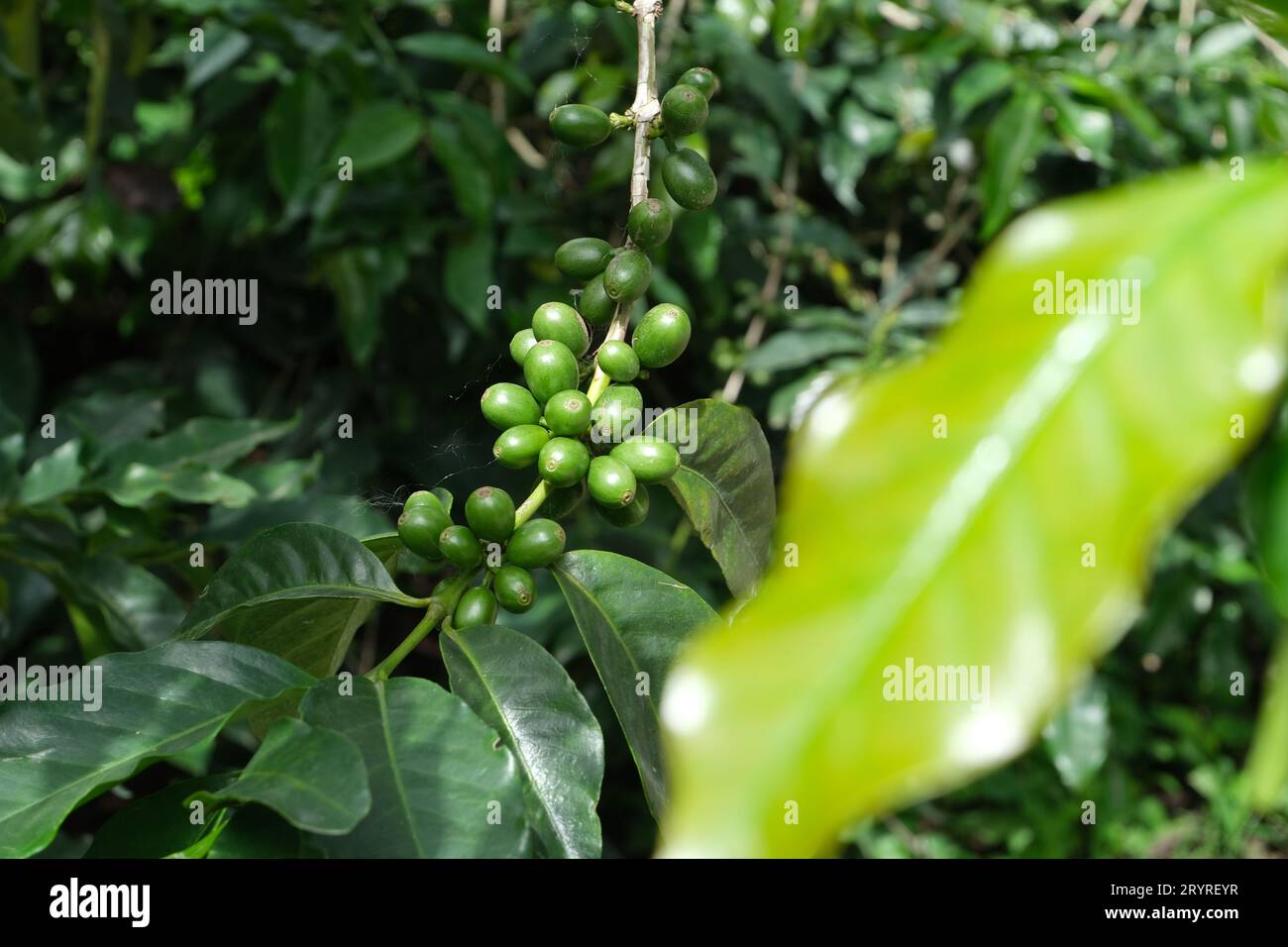Close up coffee beans growing hi-res stock photography and images - Alamy