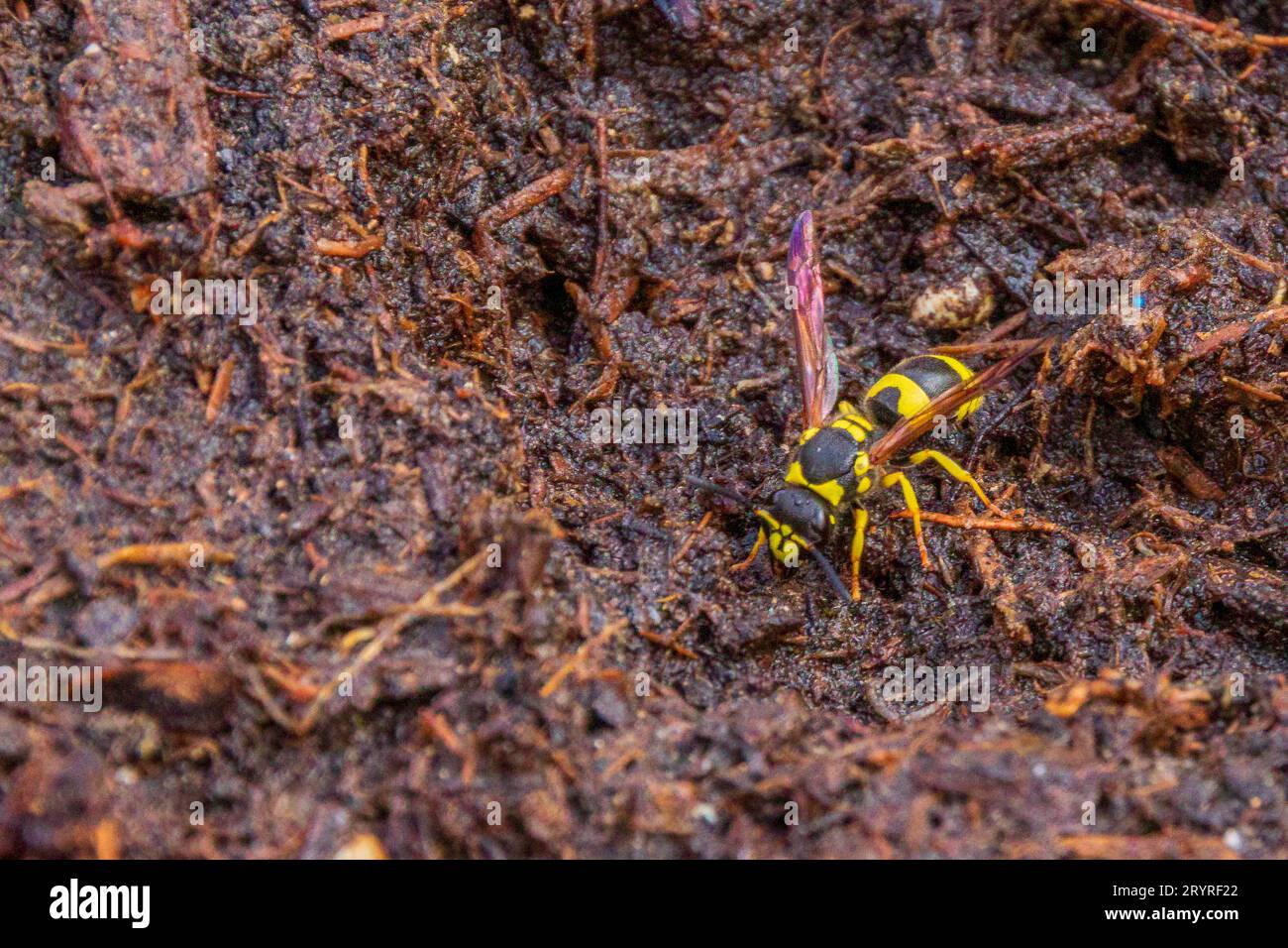 Ancistrocerus gazella, European Tube Wasp Stock Photo - Alamy