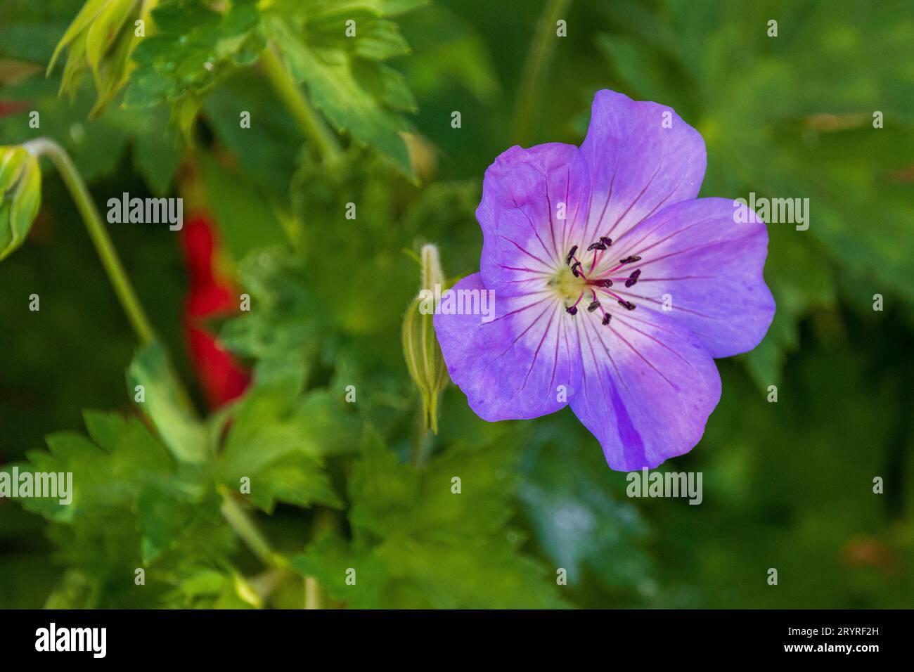 Geranium wallichianum, Buxtons Blue Flower Stock Photo - Alamy