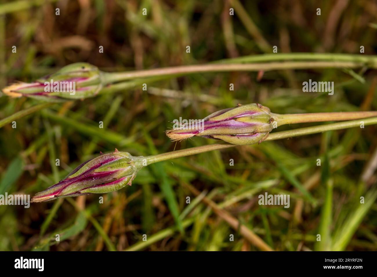 Scorzonera laciniata, Mediterranean Serpent-Root Grass Stock Photo - Alamy