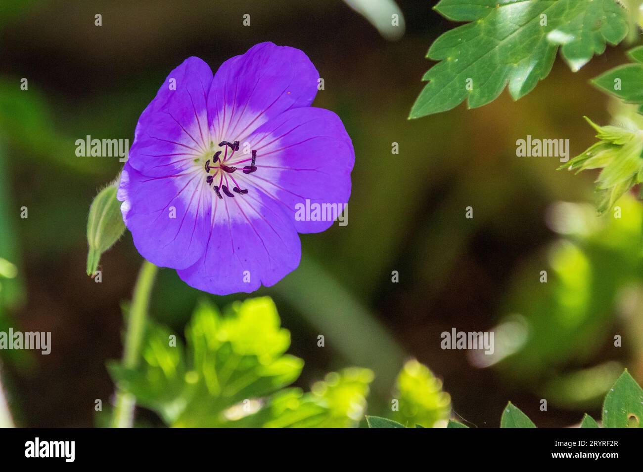 Geranium wallichianum, Buxtons Blue Flower Stock Photo - Alamy