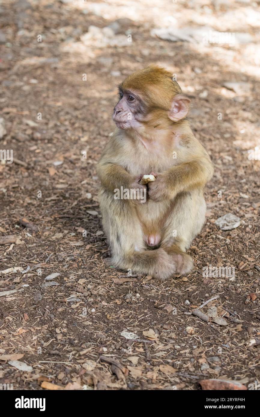 A baby Barbary Macaque monkey or ape, sitting on the floor eating ...