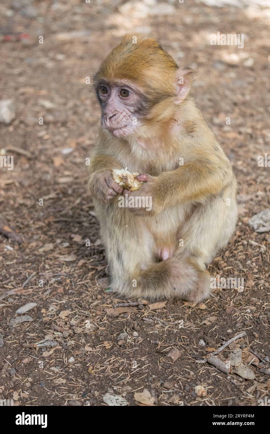 A baby Barbary Macaque monkey or ape, sitting on the floor eating ...