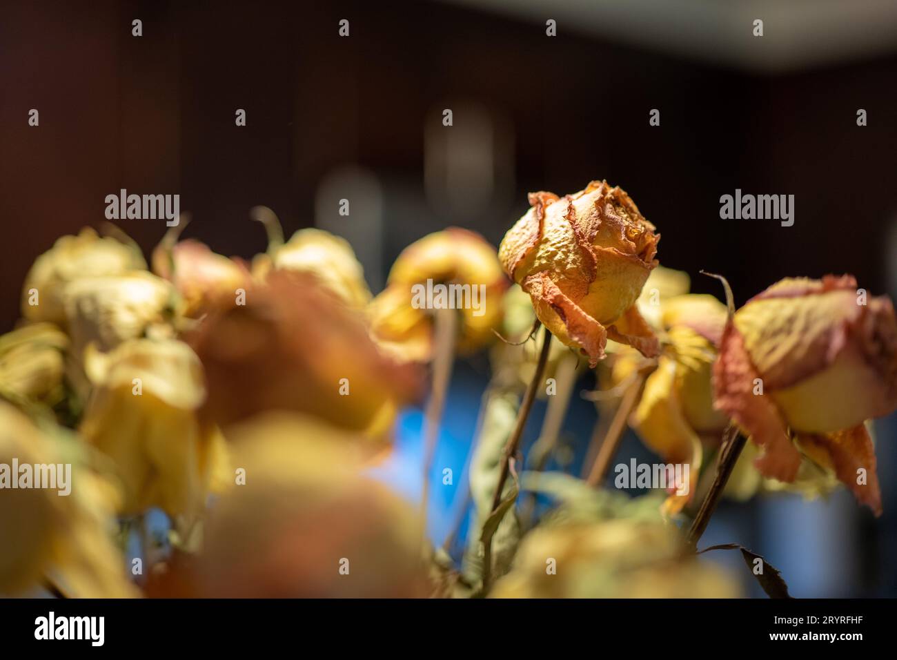 Dead bouquet hi-res stock photography and images - Alamy