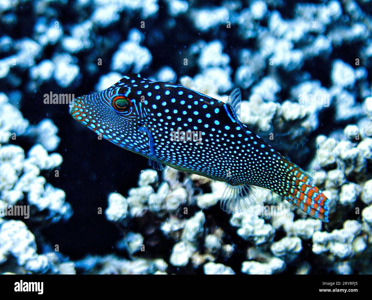 A Canthigaster Papua fish stands in a shallow body of water Stock Photo ...