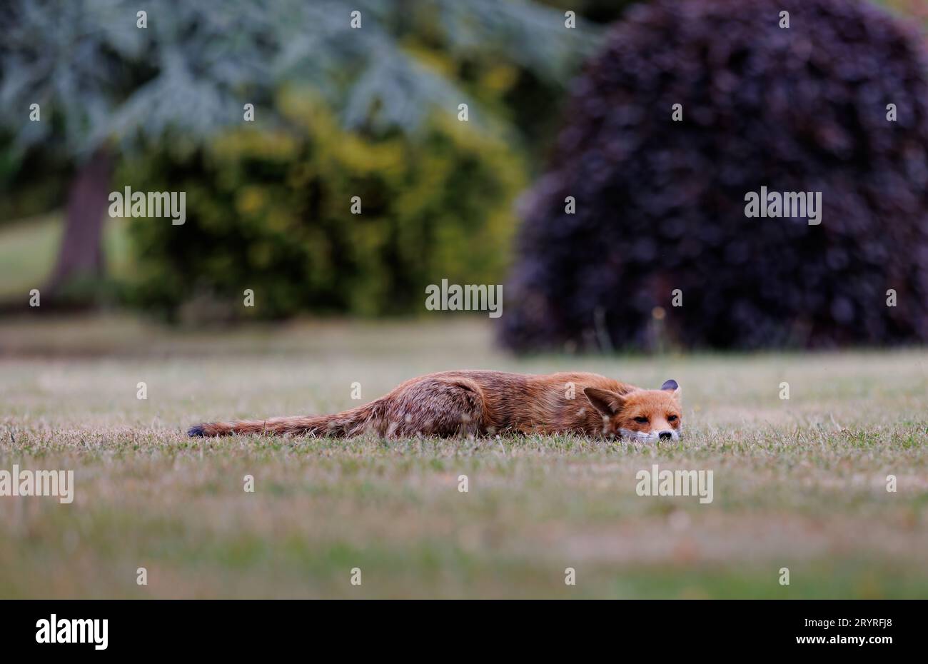 A red fox in a peaceful grassy landscape Stock Photo - Alamy