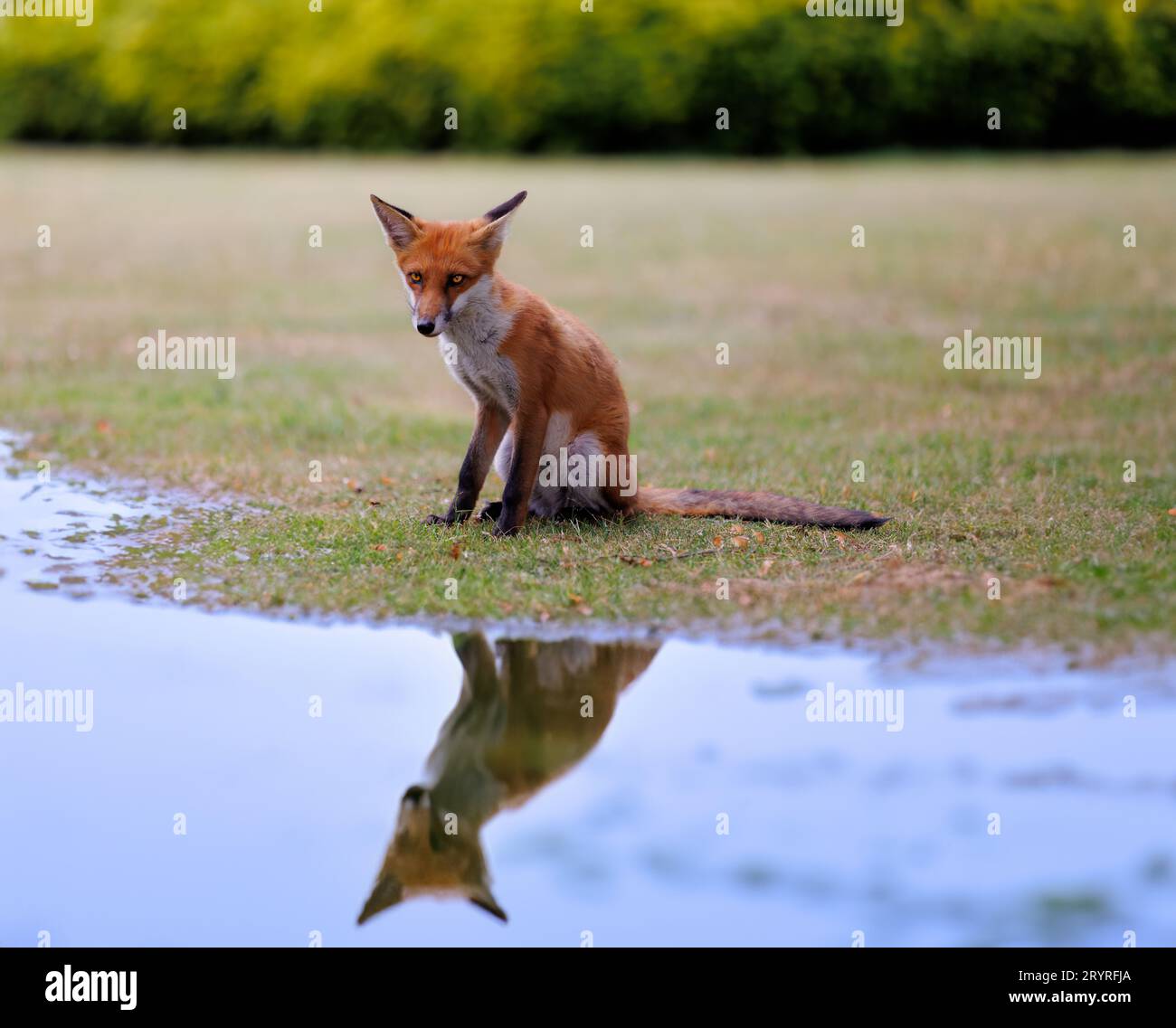 A red fox in a peaceful grassy landscape Stock Photo - Alamy