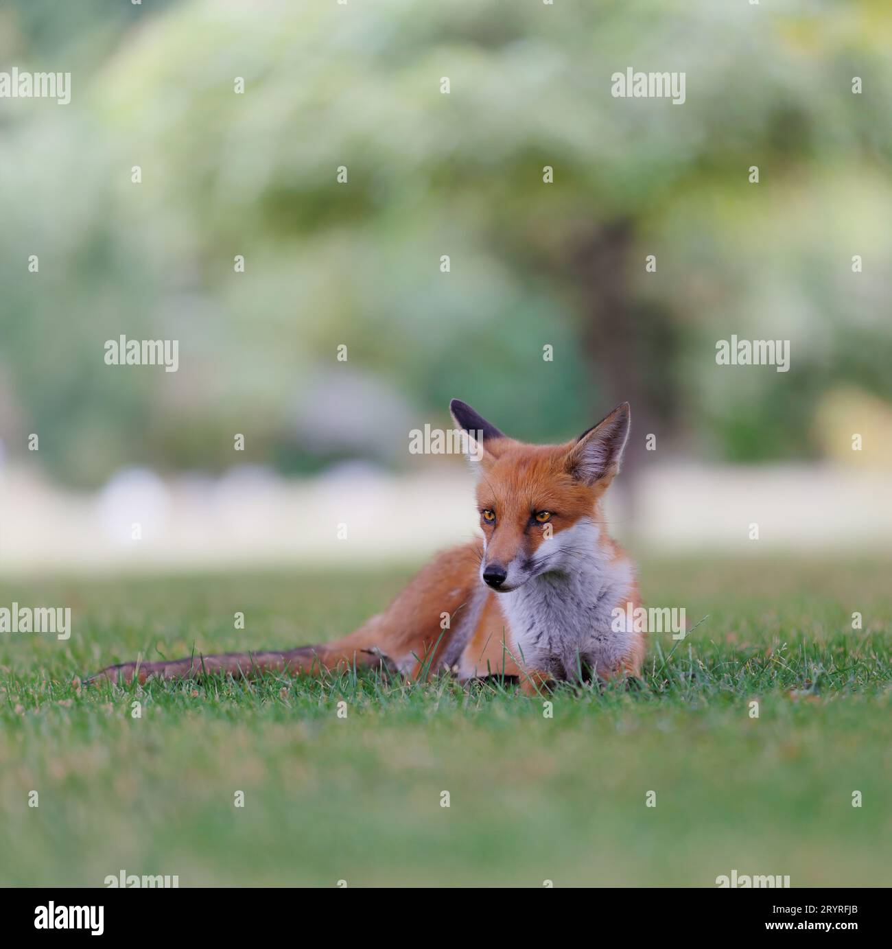 A red fox in a peaceful grassy landscape Stock Photo - Alamy