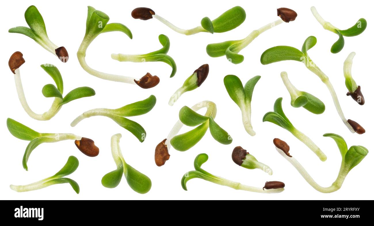 Young microgreen leaves, fresh broccoli sprouts isolated white ...