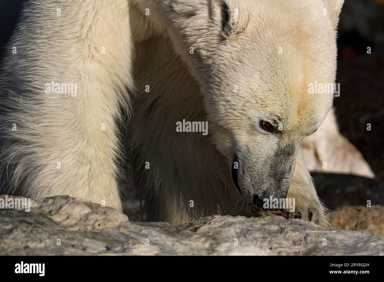 Polar bear sniffing for clues NORWAY A COMICAL pic shows a polar bear ...