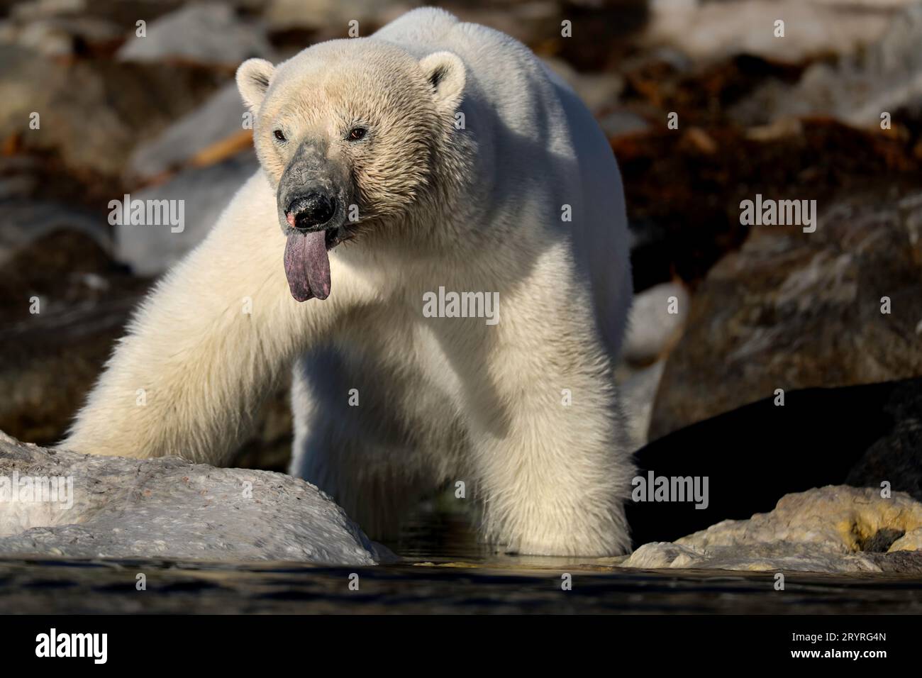 Polar Bear blowing a raspberry NORWAY A COMICAL pic shows a polar bear ...