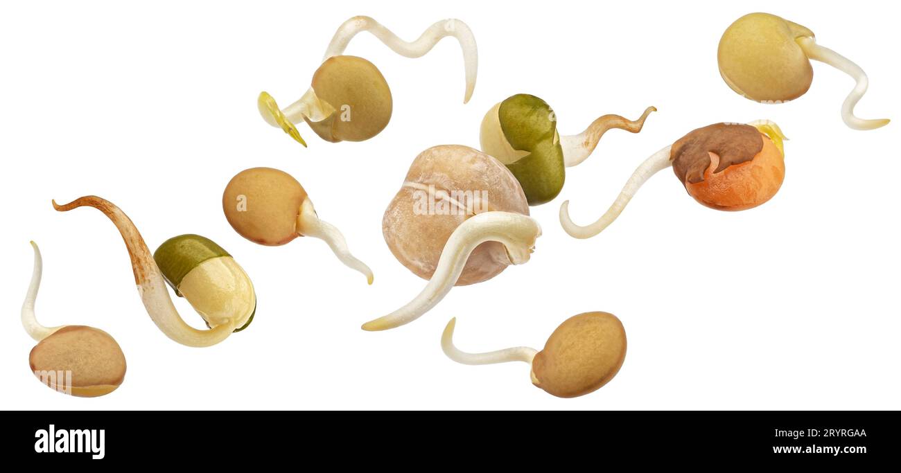 Soybean seed germinating Cut Out Stock Images & Pictures - Alamy