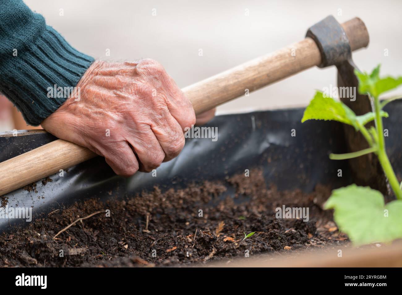 Close up of old man hands holding hoe while working in the vegetables ...