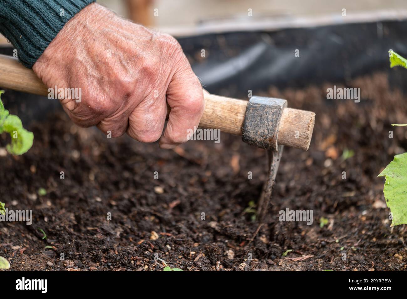 Close up of old man hands holding hoe while working in the vegetables ...
