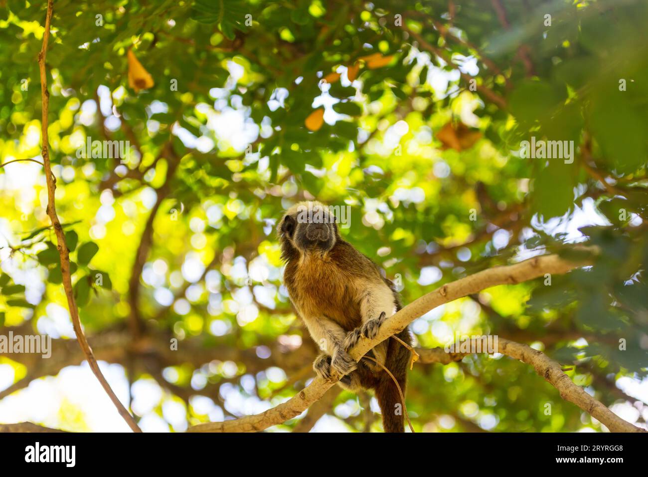 Cute little animal monkey tamarin hi-res stock photography and images ...