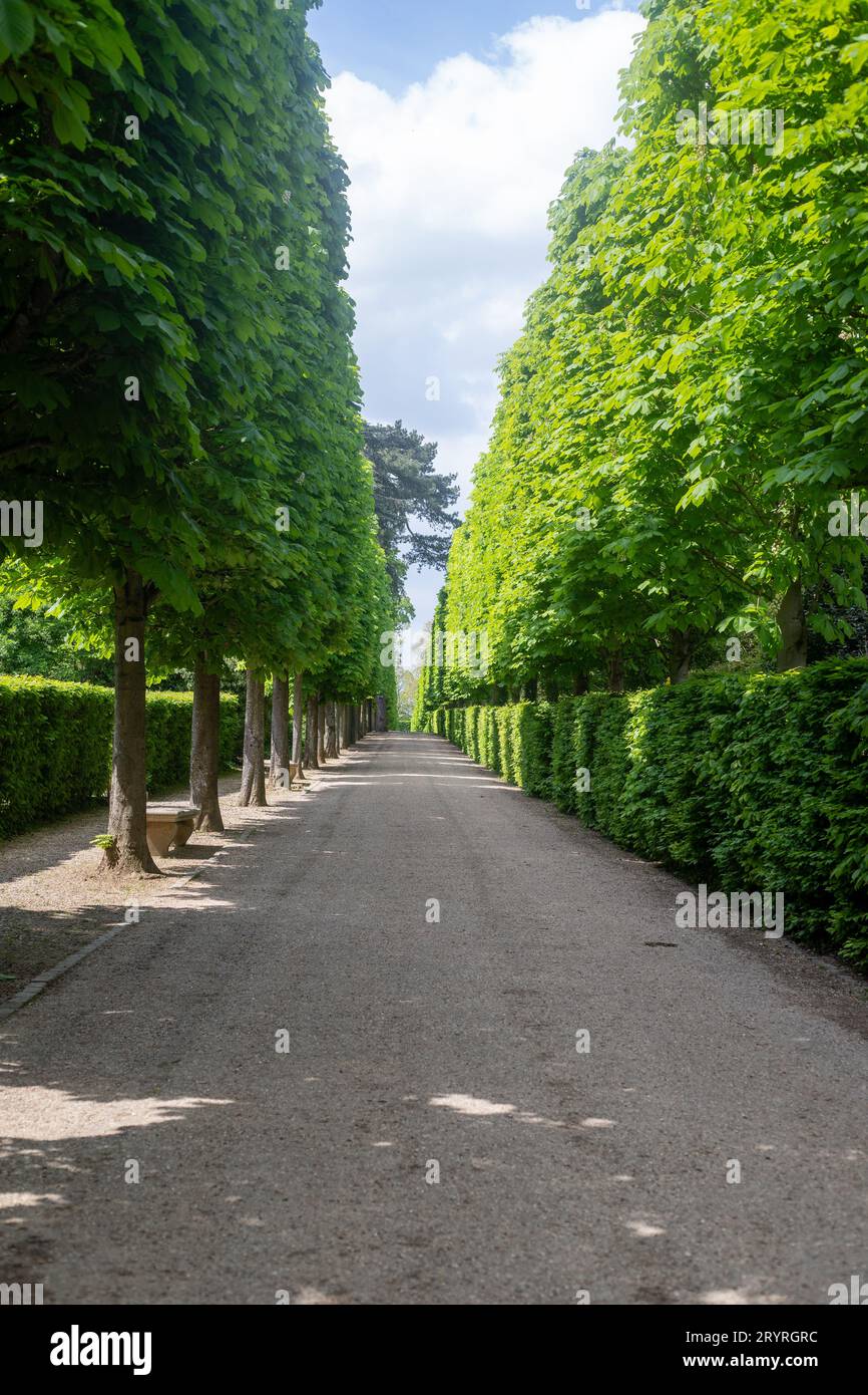 A paved sidewalk flanked by a seemingly endless row of lush trees ...