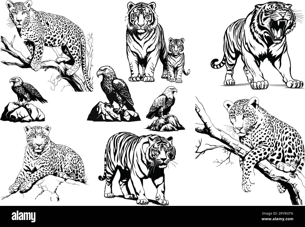 Set of hand drawn sketch style big cats and eagle. Vector illustration ...