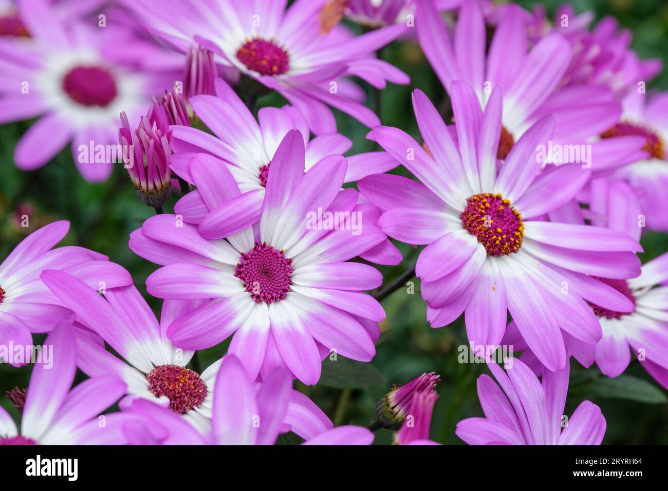 Pericallis hybrida senetti pink bicolor hi-res stock photography and ...