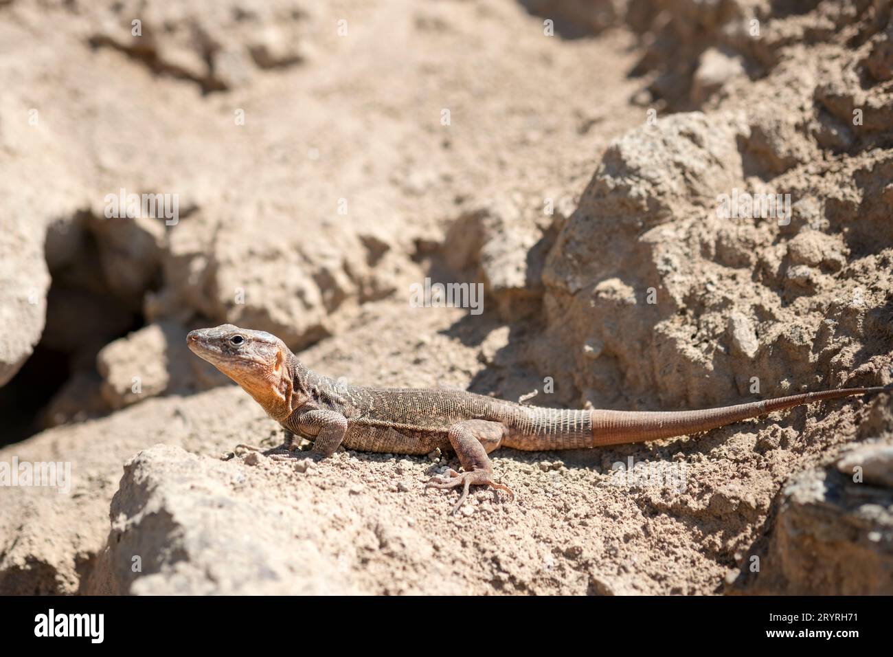 A Gran Canaria giant lizard, Gallotia simonyi stehlini. The large ...