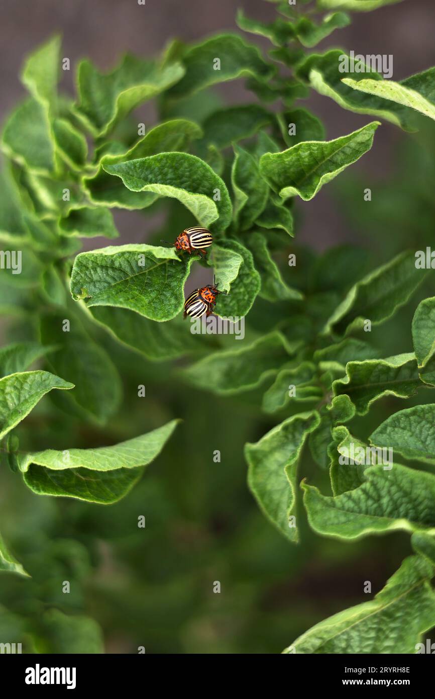 Colorado potato beetle, Leptinotarsa decemlineata, in potato leaves ...