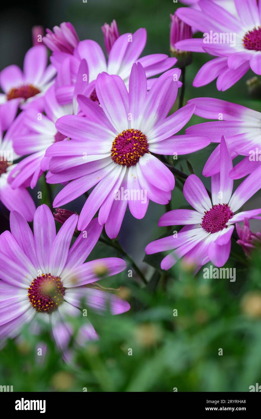 Cineraria hi-res stock photography and images - Alamy