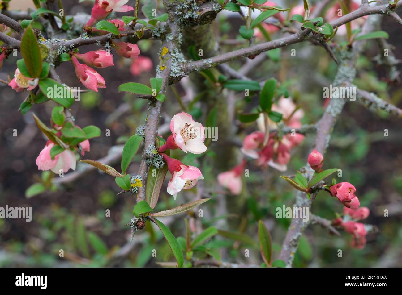 Chaenomeles cathayensis, Chinese Flowering Quince, small clusters of ...