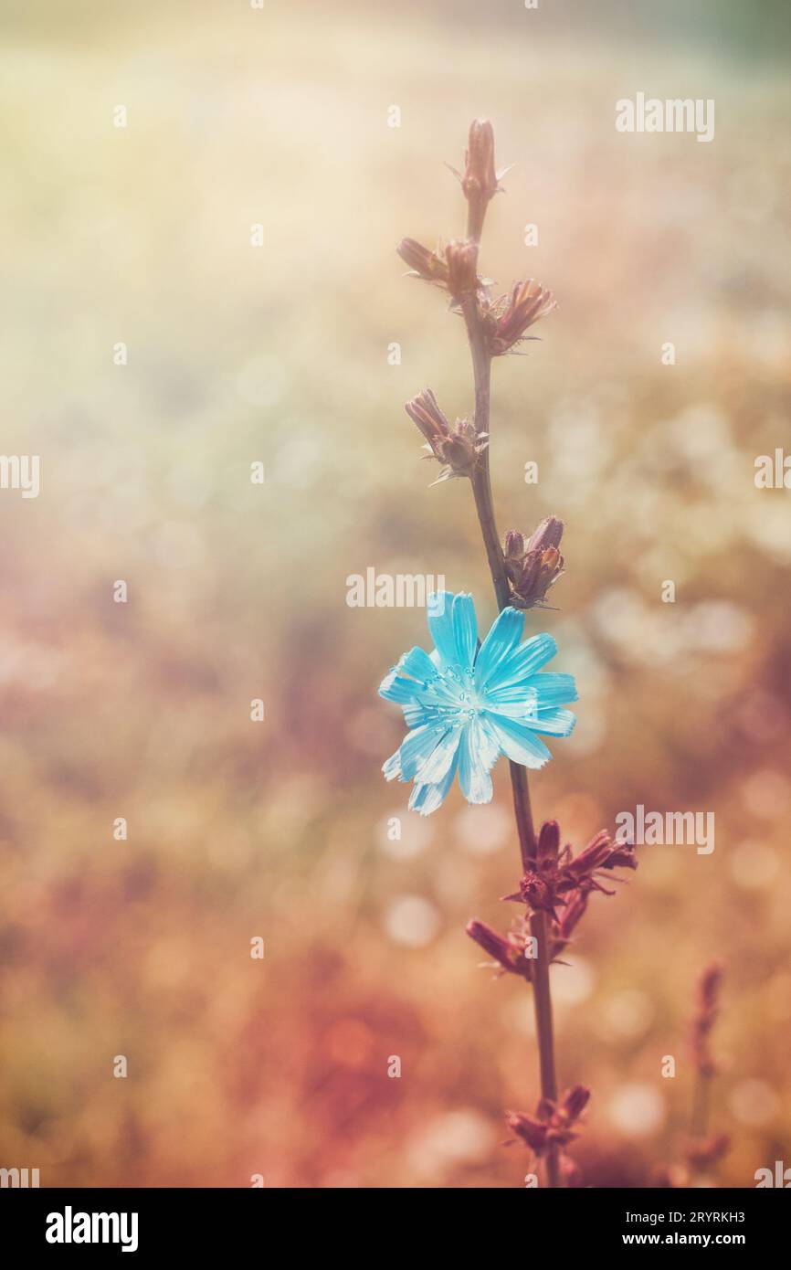 Chicory landscape hi-res stock photography and images - Alamy