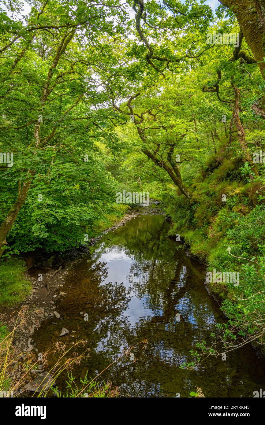 North wales nature hi-res stock photography and images - Alamy