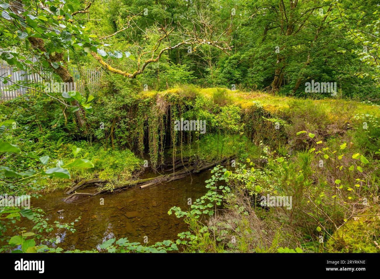 Snowdonia ancient woodland hi-res stock photography and images - Alamy