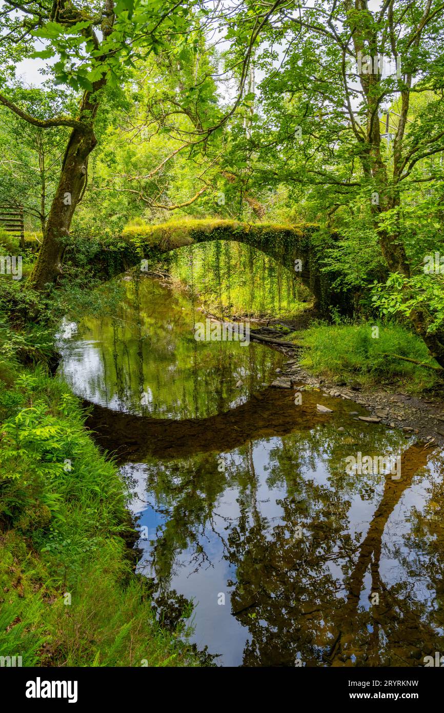 The ivy covered bridge over The Afon Prysor at Ceunant Llennyrch ...