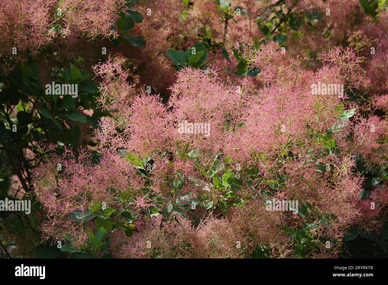Cotinus coggygria, smoketree Stock Photo - Alamy