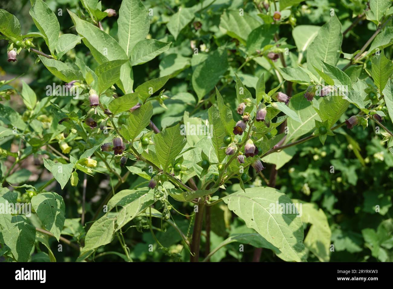 Atropa belladonna, deadly nightshade Stock Photo - Alamy