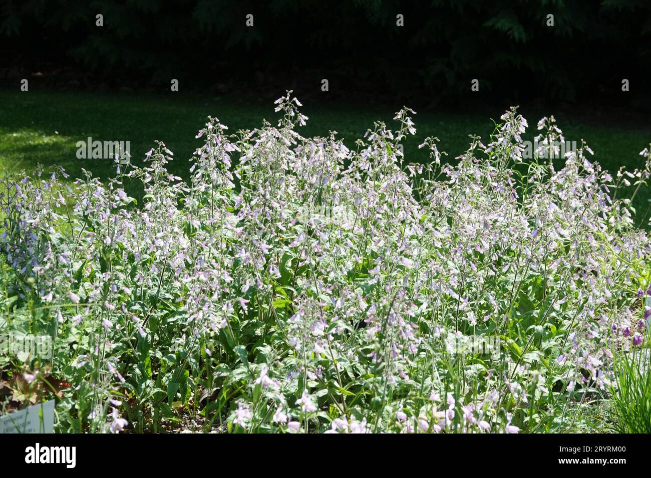 Penstemon rostriflorus, bridge penstemon Stock Photo - Alamy