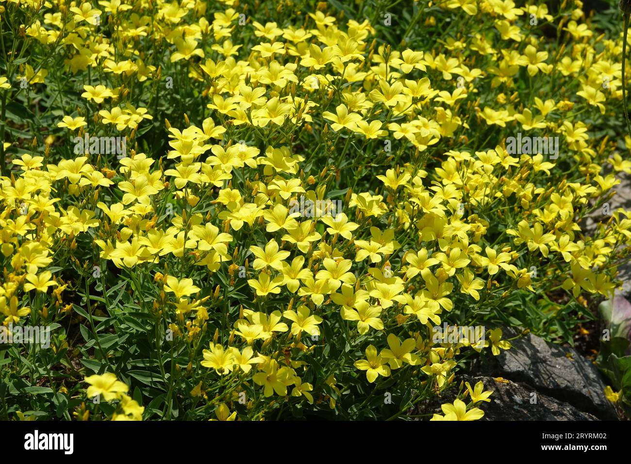 Linum flavum hi-res stock photography and images - Alamy