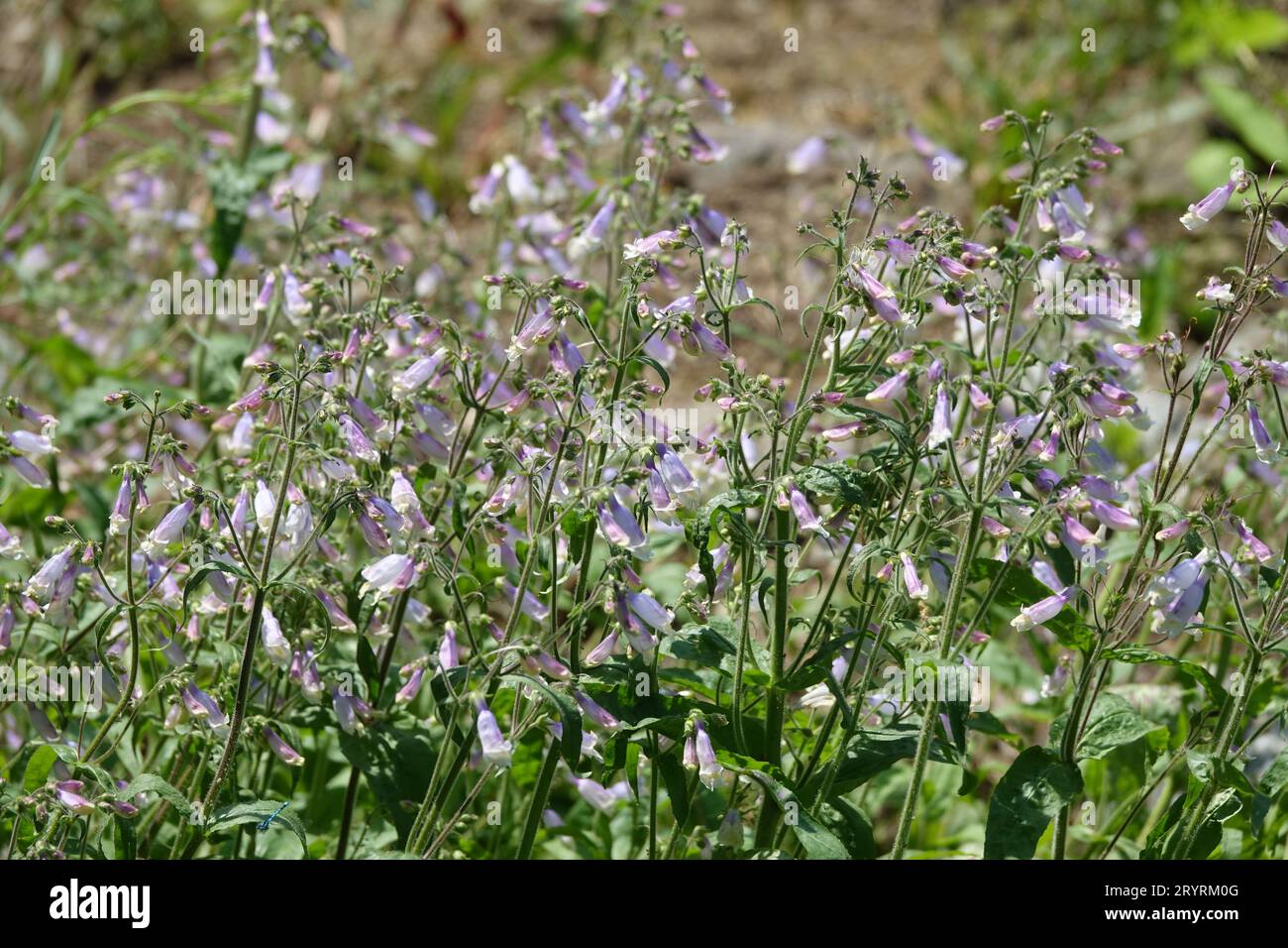 Penstemon hi-res stock photography and images - Alamy